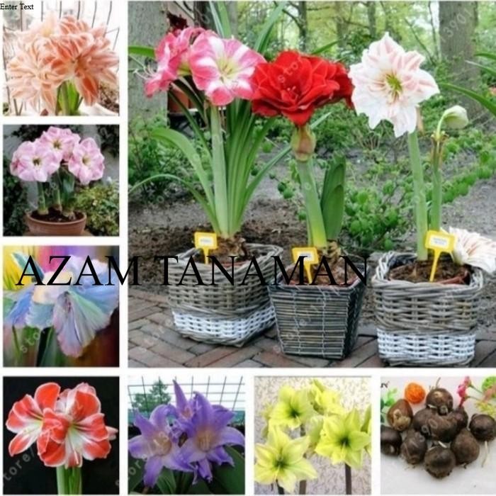 Jual PROMO!! paket 10 tanaman hias Bakung amarilis bunga besar | Shopee ...