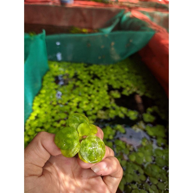 Jual frogbit amazon - Tanaman aquascape ( Cahaya aquatic ) | Shopee ...