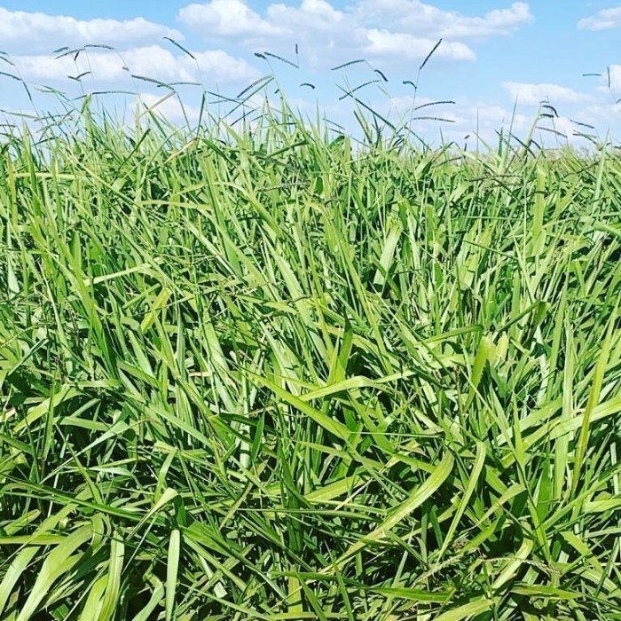 Jual Benih rumput pakan ternak 1kg/bede/signal grass/brachiaria ...