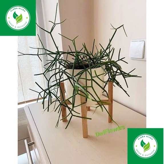 Jual - ( BISA COD ) Tanaman Patah Tulang Atau Kayu Urip / Tanaman Hias ...