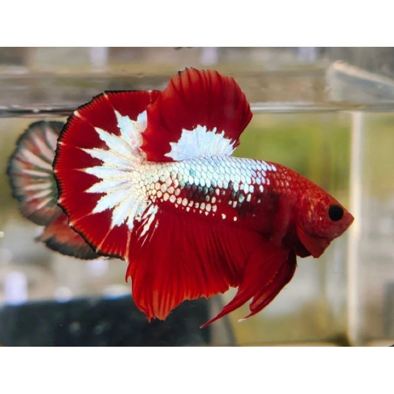 Jual stiker anomali cupang fccp kualitas terbaik | Shopee Indonesia