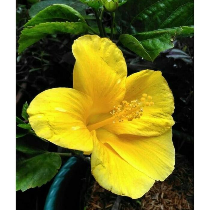 Jual Tanaman hias bibit hibiscus bunga sepatu impor // yellow breto ...
