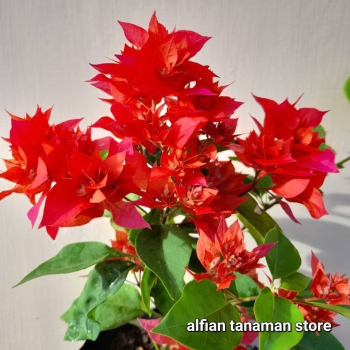 Jual bibi tanaman hias bugenvil bunga merah ( Bisa COD ) | Shopee Indonesia