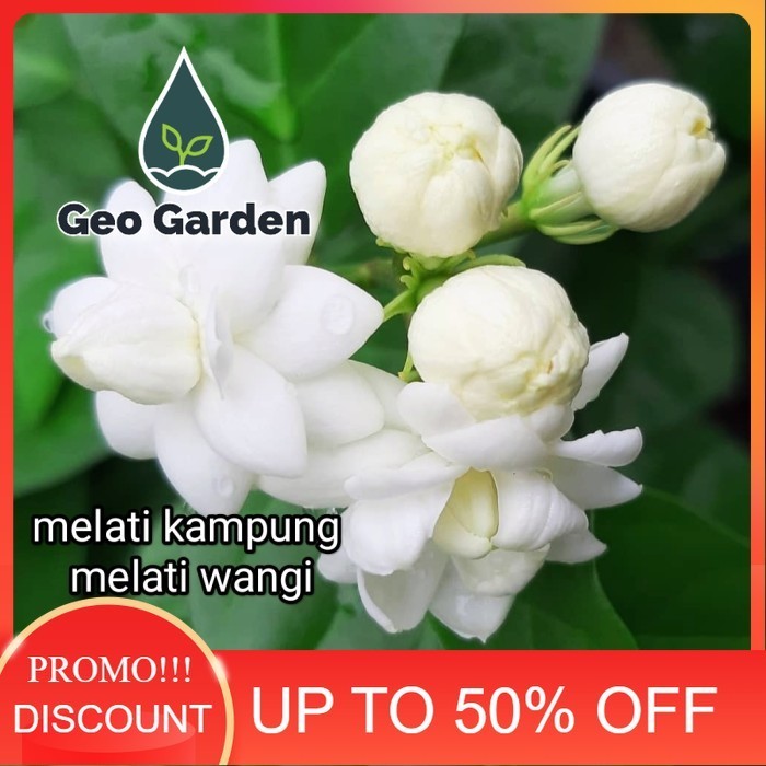 Jual tanaman melati wangi kampung - pohon melati jawa - tanaman melati ...