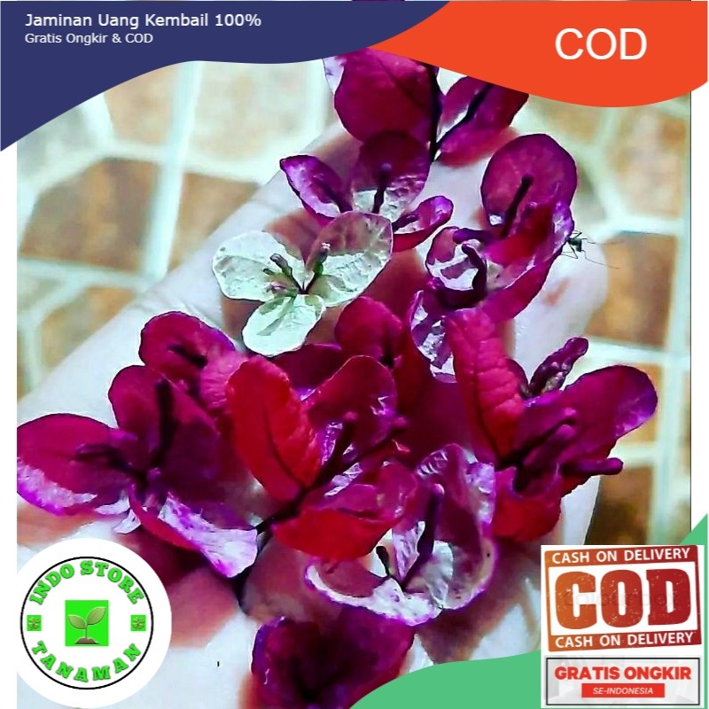 Jual Bougenville Black Maria (COD) | Shopee Indonesia