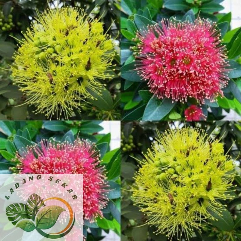 Jual CANTIK TANAMAN HIAS BUNGA SANTOS LEMON / XANTOS LEMON | Shopee ...