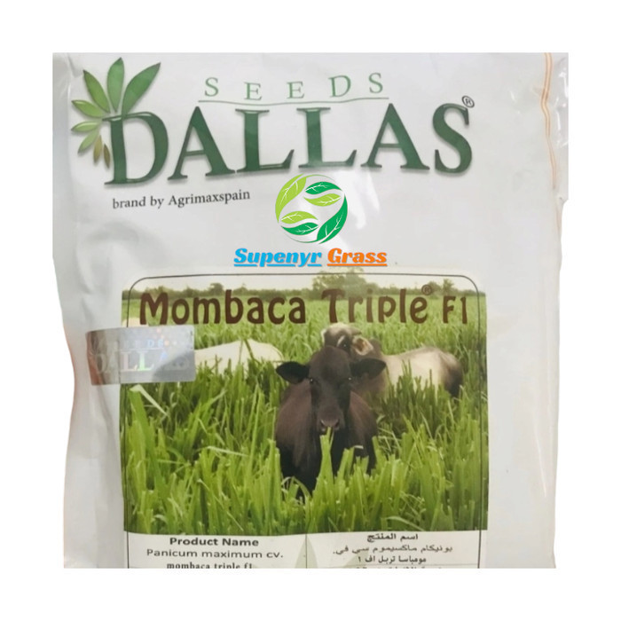 Jual Benih Rumput Mombaca F1 Triple Dalas Isi 1000 Biji Rumput Pakan ...