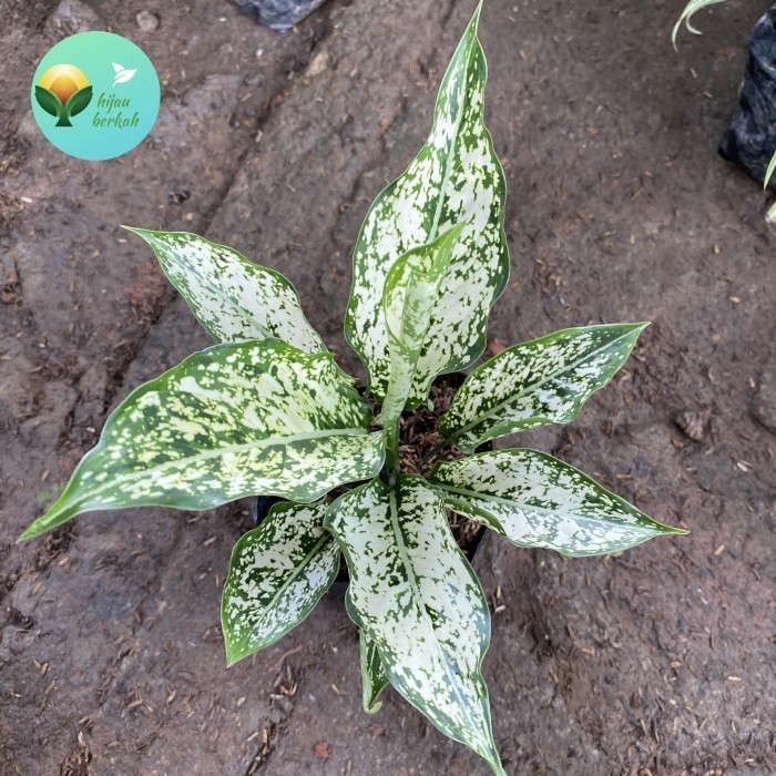 Jual tanaman aglonema snow white tanaman indoor aglo | Shopee Indonesia