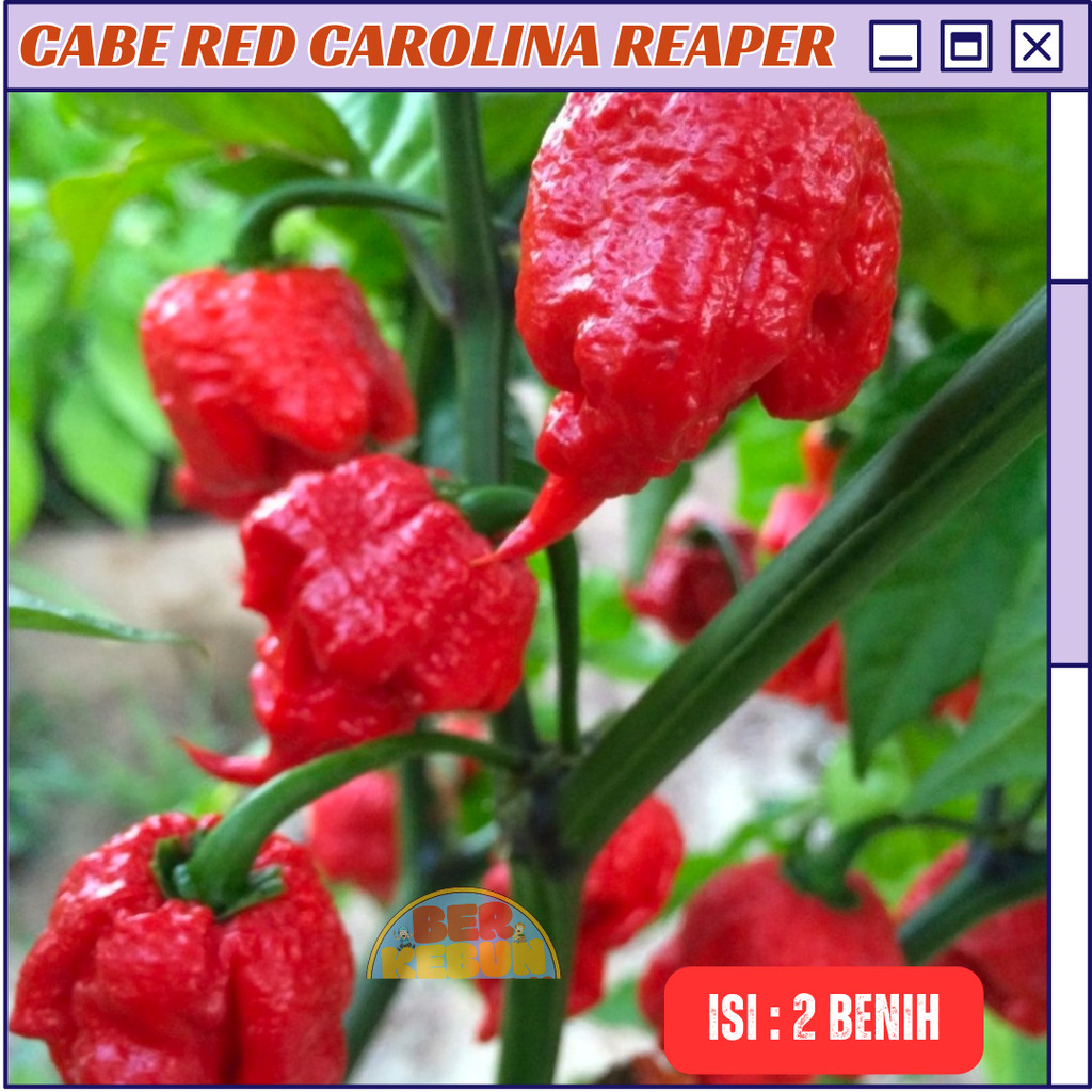 Jual BERKEBUN 2 Bibit Cabe Carolina Reaper Merah Benih Cabai Rekor ...