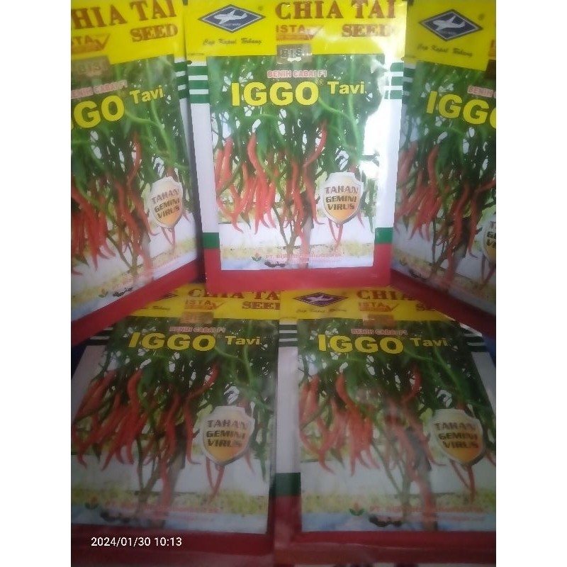 Jual benih cabai keriting HIBRIDA F1 IGGO tavi cap kapal terbang isi 10gr .........../27 ...