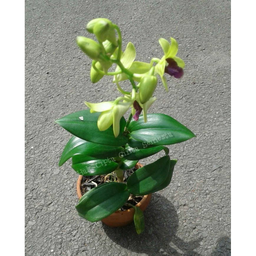Jual Anggrek Kuning Dendrobium Yellow Orchid sedang berbunga OJEK ...