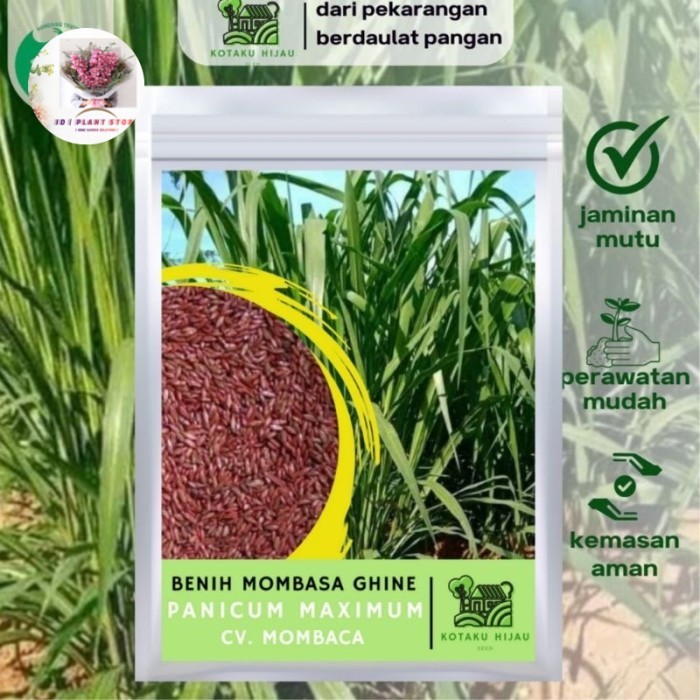 Jual Benih Rumput Mombaca F1 1 kilo Biji Mombasa Ghine Super PREMIUM ...