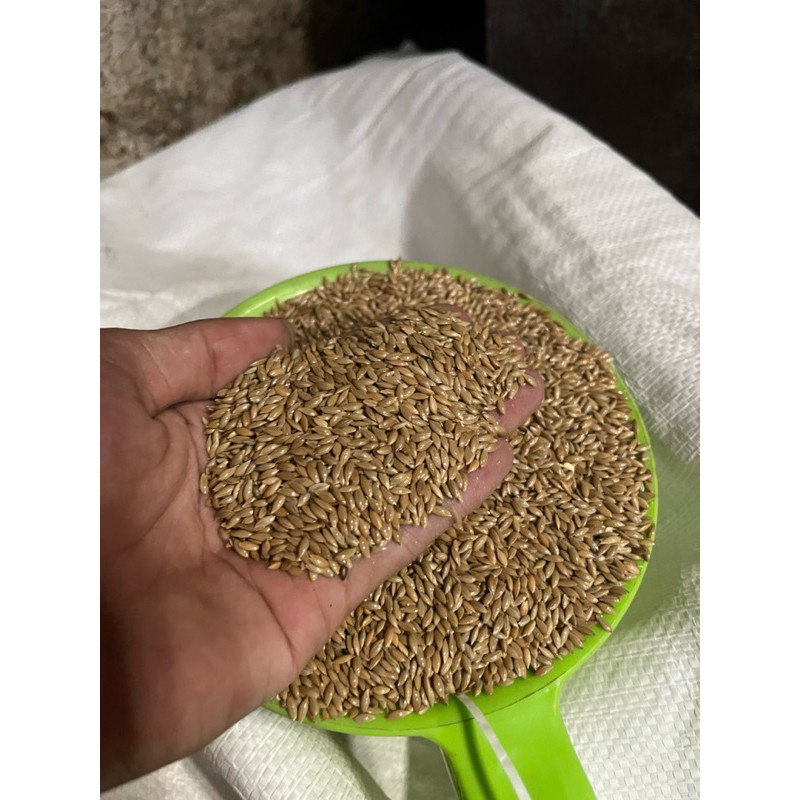Jual Jual 1kg Benih Rumput Signal Grass atau Bibit Vetiver Akar Penahan ...