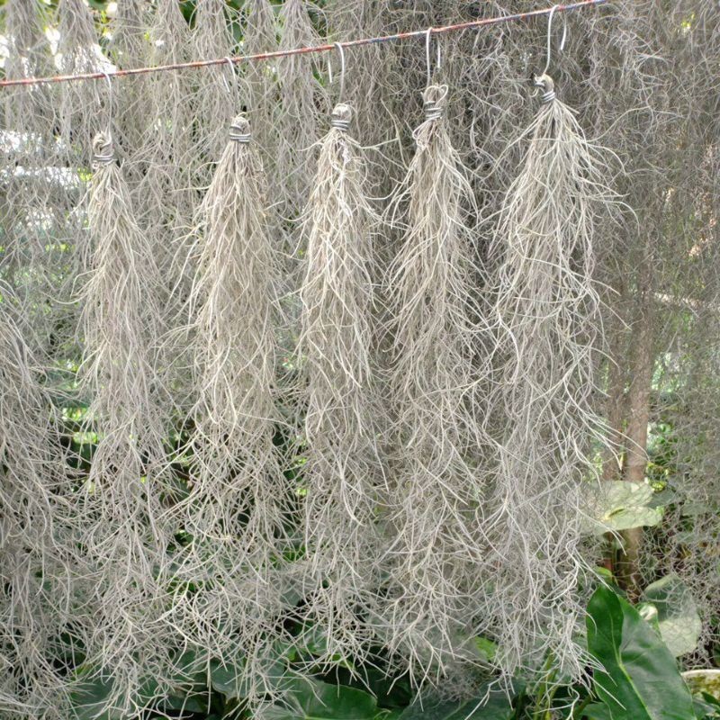 Jual Tanaman hias janggut dewa - jenggot musa termurah seindonesia ...