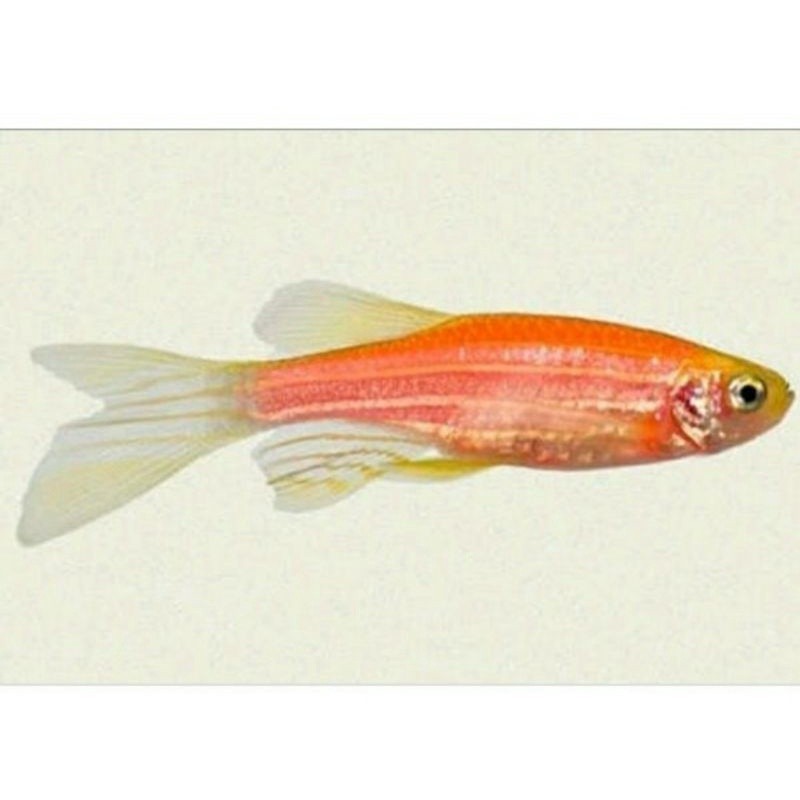 Jual Danio Red ( CAHAYA AQUATIC ) | Shopee Indonesia