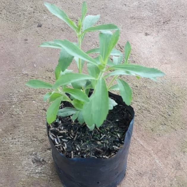 Jual COD Bibit tanaman stevia, pemanis rendah kalori stefia Kualitas ...