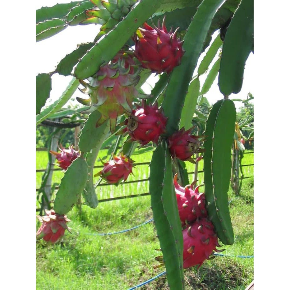 Jual Tanaman Bibit Buah NAGA Hidup 40cm++ (Macam - Macam Jenisnya ...