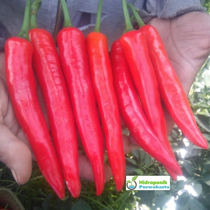 Jual GY76R Benih Cabe Cabai Besar Big Vision F1 Isi 10 Gram Cap Tiga ...