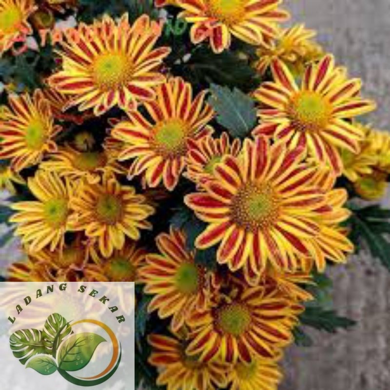 Jual 1 POT FULL 7 -9 POHON KRISAN Sudah Berbunga Rimbun Bunga Krisan ...