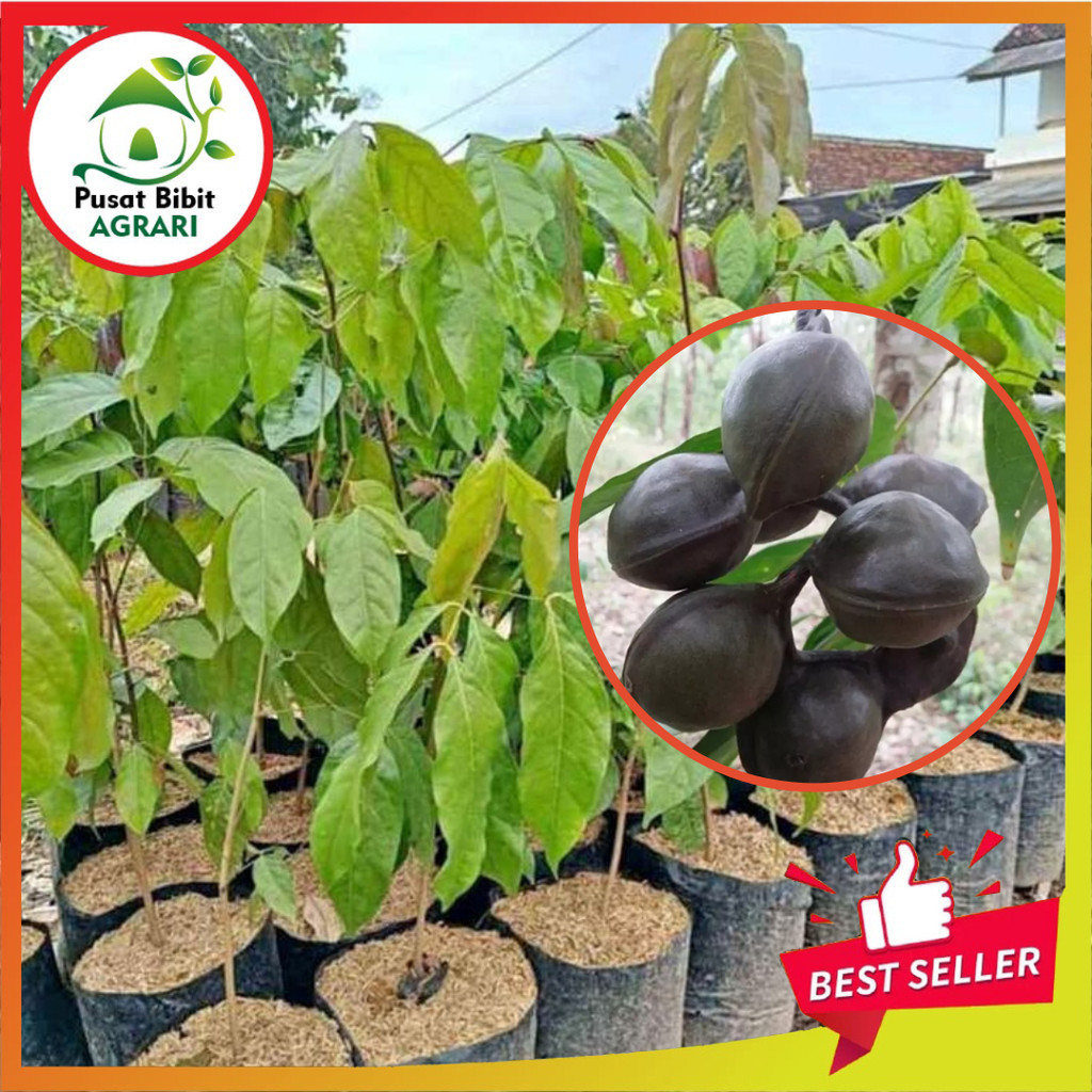 Jual Bibit Jengkol Asli Tanaman Buah Okulasi Super Unggul Tabulampot ...