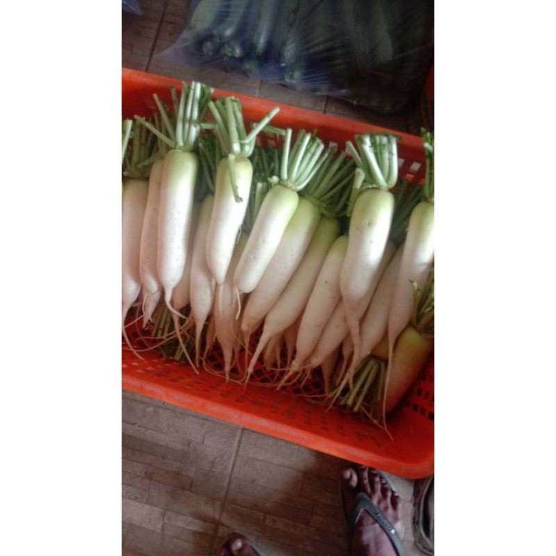 Jual LOBAK PUTIH SAYURAN SEGAR/ FRESH 1 KG | Shopee Indonesia