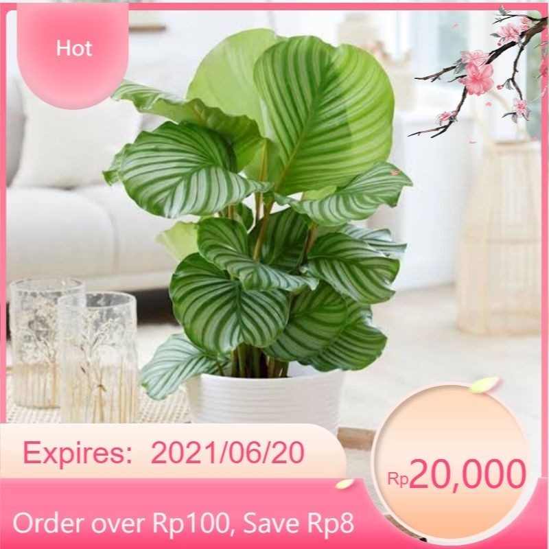 Jual ( BISA COD ) PROMO! Calathea Orbifolia Big Size 4-7 Daun Jumbo ...