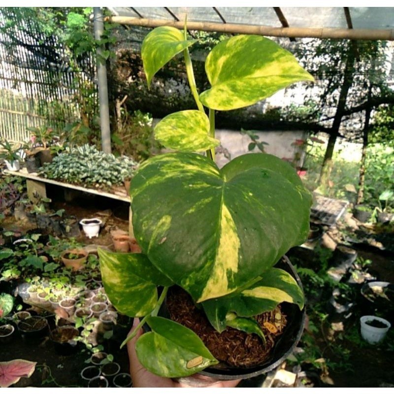 Jual Bunga Sirih Gading Hijau Strip Kuning Cantik Segar Mewah Tanaman ...