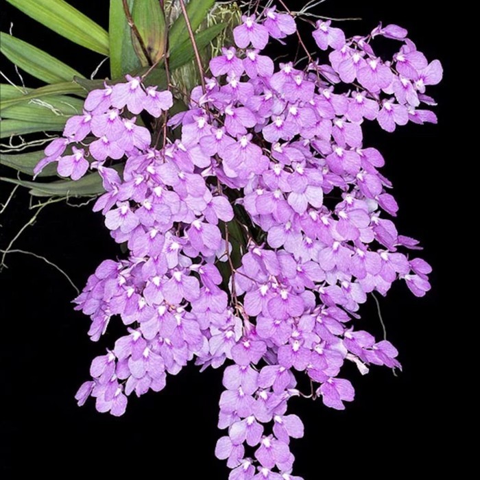 Jual Ionopsis utricularioides - Bumi Orchids Anggrek Koleksi | Shopee ...