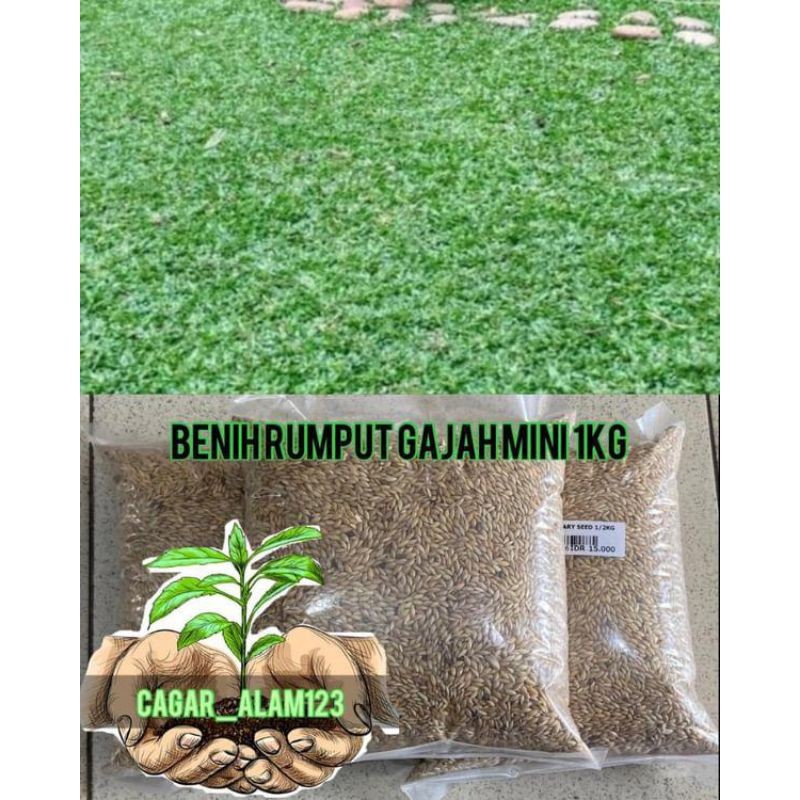 Jual benih rumput gajah mini 1kg | Shopee Indonesia