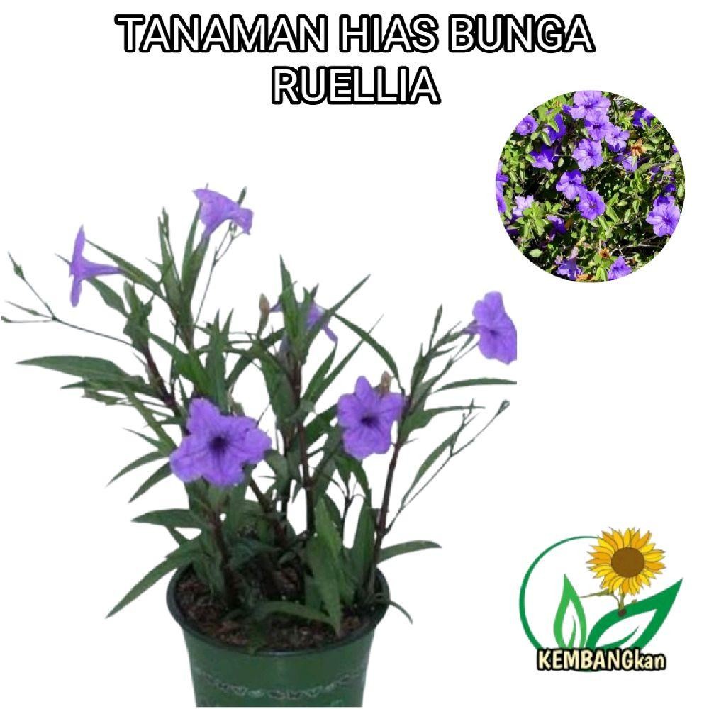 Jual Tanaman Hias Bunga Ruellia - tanaman kencana - tanamanreulia ...