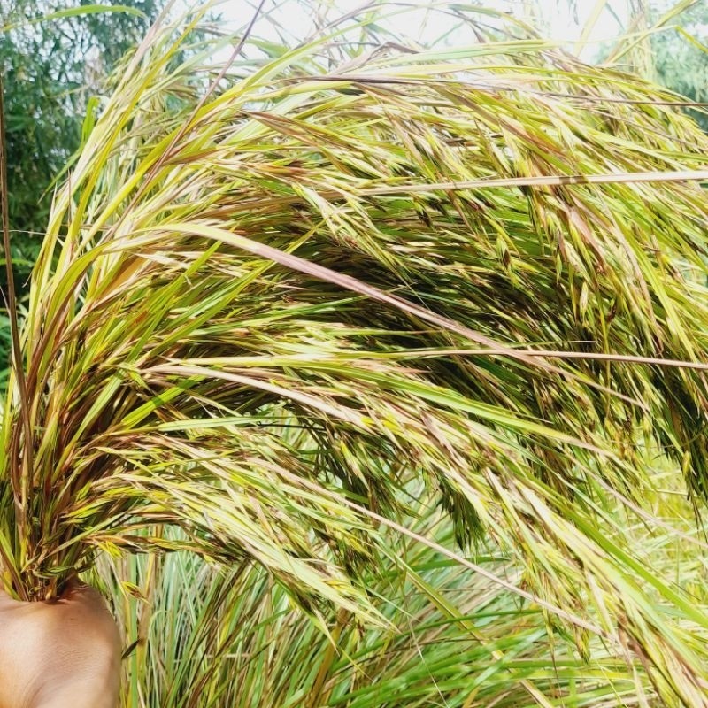 Jual Jual Bunga kembang sereh manyah sereh hutan segar per 300grm ...