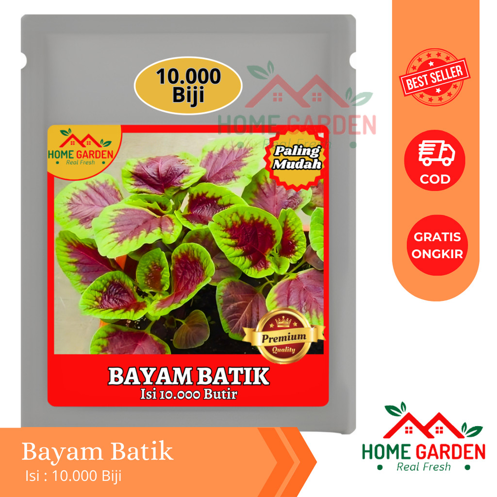 Jual Benih Bibit Bayam Belang Batik Dua Warna Hijau Merah 5000 butir ...