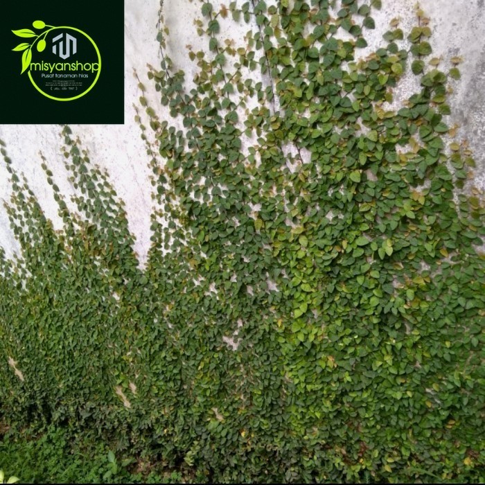 Jual tanaman rambat dolar kecil / pohon dolar daun kecil / dolar kecil ...
