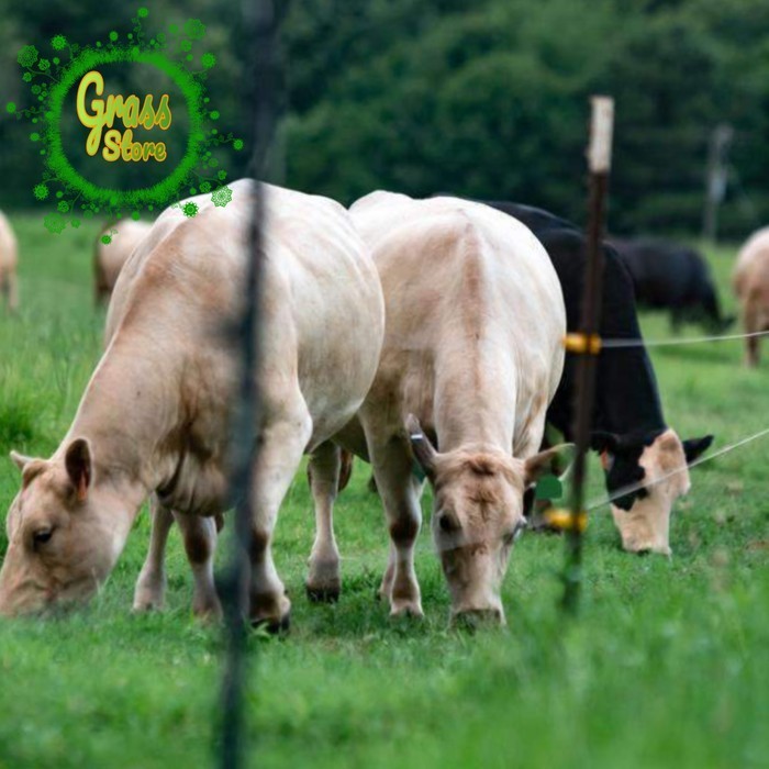 Jual PROMO benih/biji rumput pakan ternak 200g - bibit rumput pakan ...