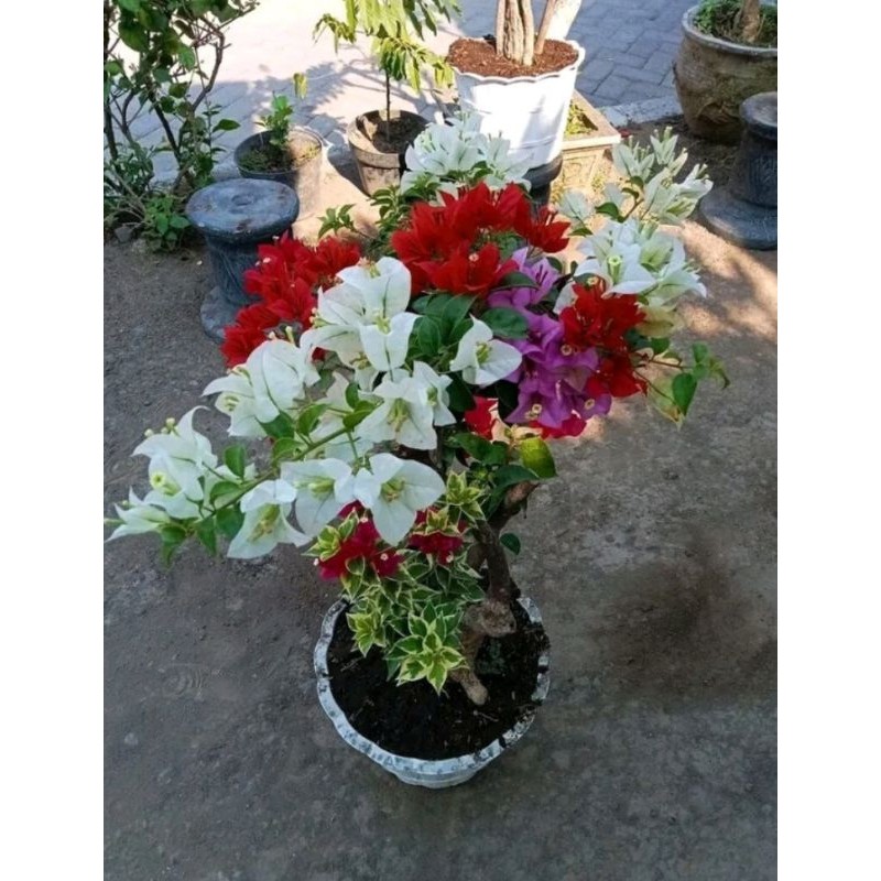 Jual Tanaman sudah berbunga bougenvil banyak warna (5-7 stekan ...
