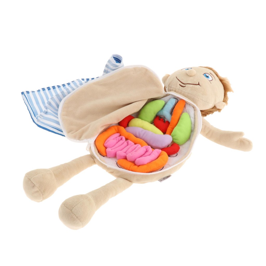 Jual Human Body Anatomy Toy Removable Organs Toy Soft Doll Kids Anatomy ...