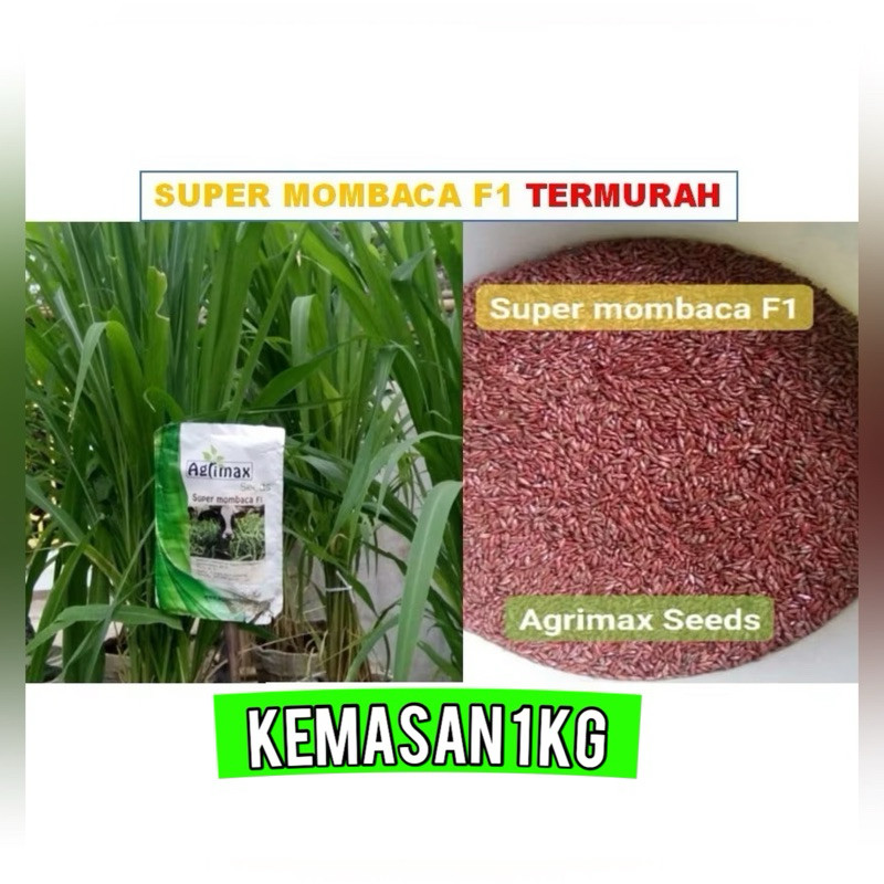Jual Benih Rumput Super Mombaca F1 asli 1kg Rumput Hidup Premium Benih Rumput Mombaca | Shopee ...