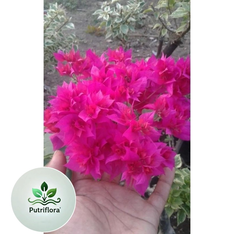 Jual Bisa C0d Tanaman Hias Bougenville Bunga Tumpuk Hawai Merah