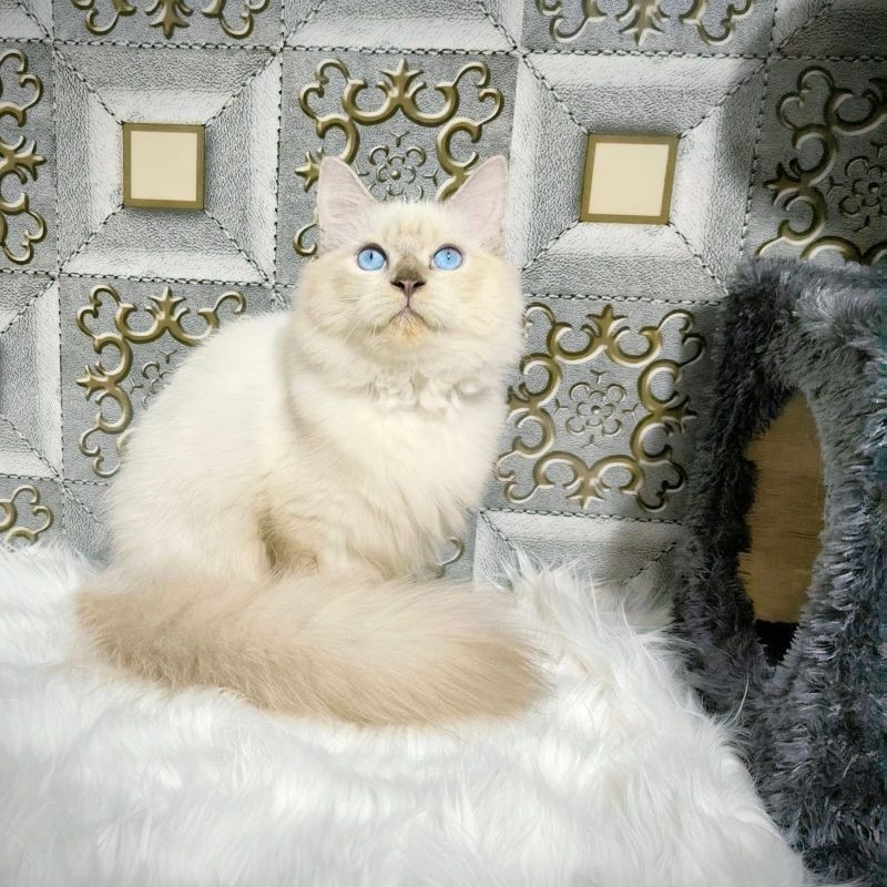 Jual Kucing Persia Himalaya Anggora Ragdoll Kitten | Shopee Indonesia