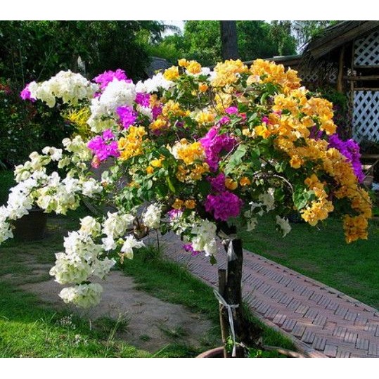 Jual Bunga Bugenvil STEK 6 Warna / Bougenville 6 Warna ASLI | Shopee ...