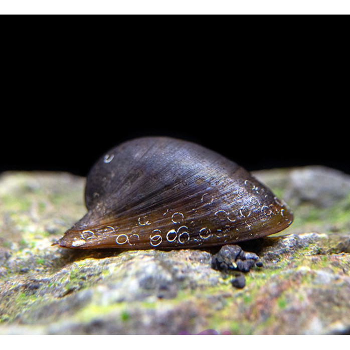 Jual Keong Sukhoi Batman / Nerite Snail / Keong Aquascape | Shopee ...