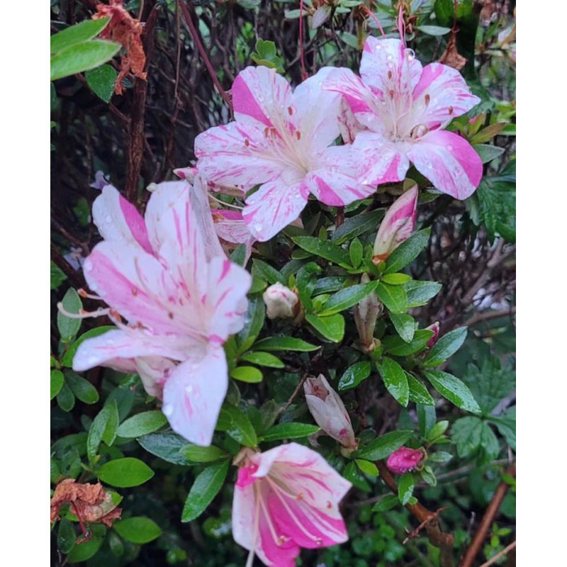 Jual TANAMAN HIAS BUNGA AZALEA SIAP BERBUNGA / Bibit Bonsai Pohon ...