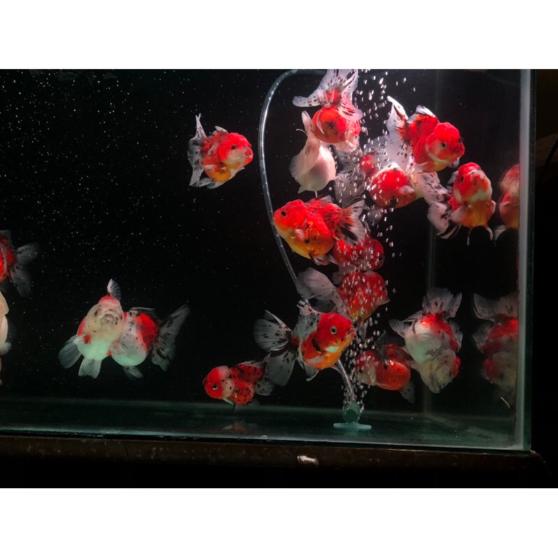 Jual Kebutuhan Ikan Koki Ranchu Rancu / Goldfish Oranda Longtail Tiger ...