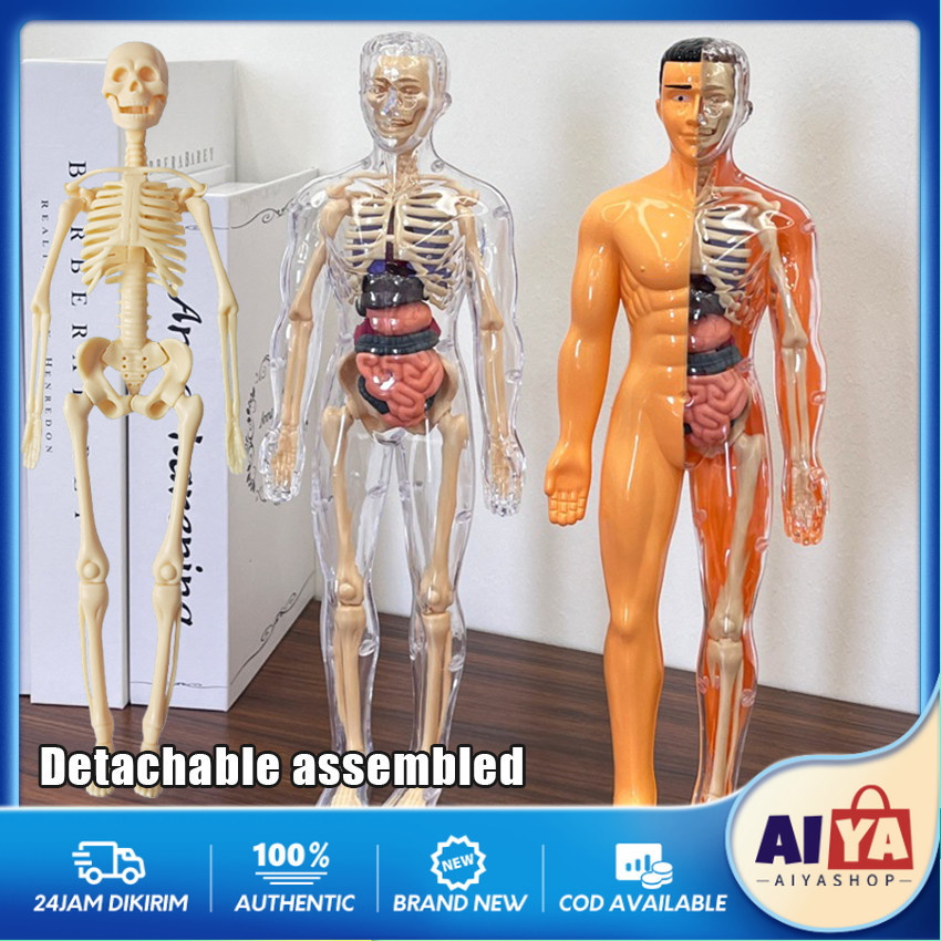 Jual Alat Peraga Anatomi Tubuh / Mainan Edukasi Organ Tubuh Manusia Model Human Body Anatomy ...