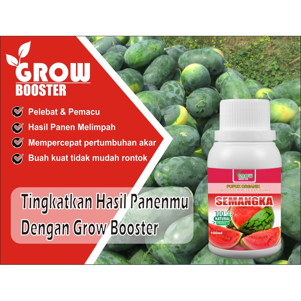 Jual Pupuk Organik Cair Tanaman Semangka,100ml Booster Cair SEMANGKA Poc Kompos, Melebatkan ...