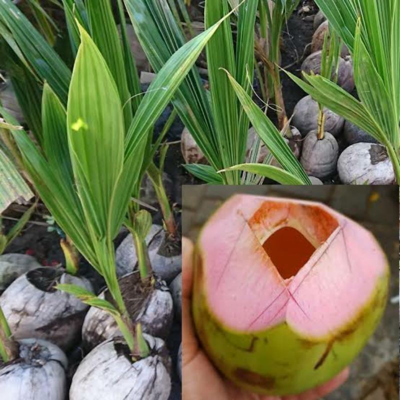 Jual New Promo Bibit Unggul Kelapa Wulung Asli Bisa Cod 188 Herbal COD ...