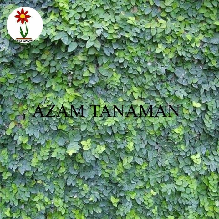 Jual Tanaman Hias Creeping Ficus - Creeping Fig - Fleksi - Flexy ...