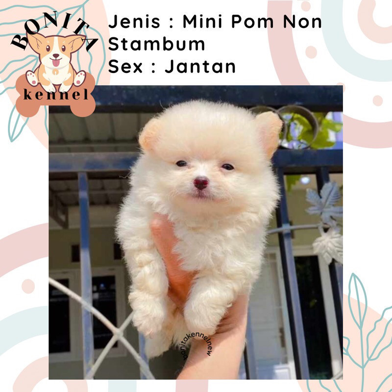 Jual Mini Pomeranian Super Mini Pom Anakan Anjing Mini Pom Jantan Mini ...