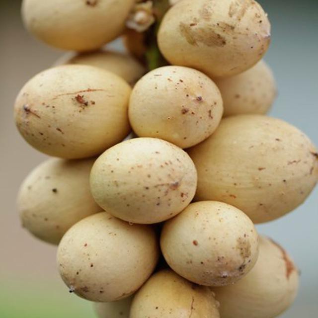 Jual Bibit Langsat Bibit Buah Dukong/Duku tanpa biji Super Berkualitas ...