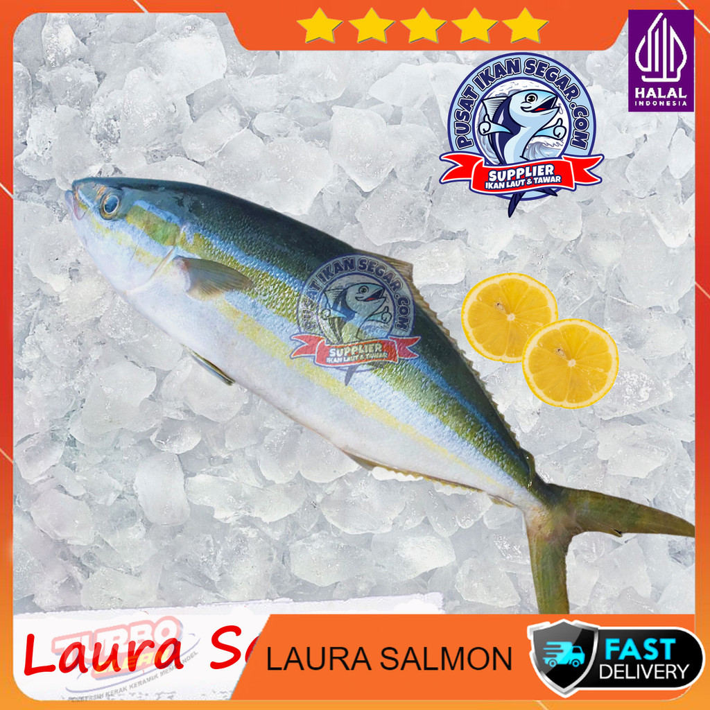 Jual IKAN LAURA SALMON LOKAL FRESH FROZEN 1KG | Shopee Indonesia